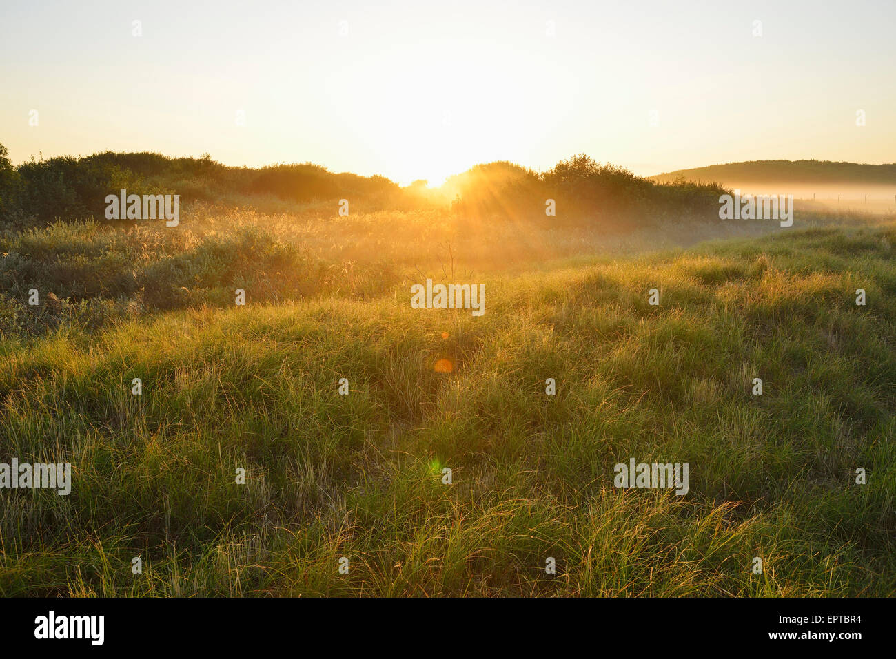 Countryside with Morning Mist in Summer, Norderney, East Frisia Island ...