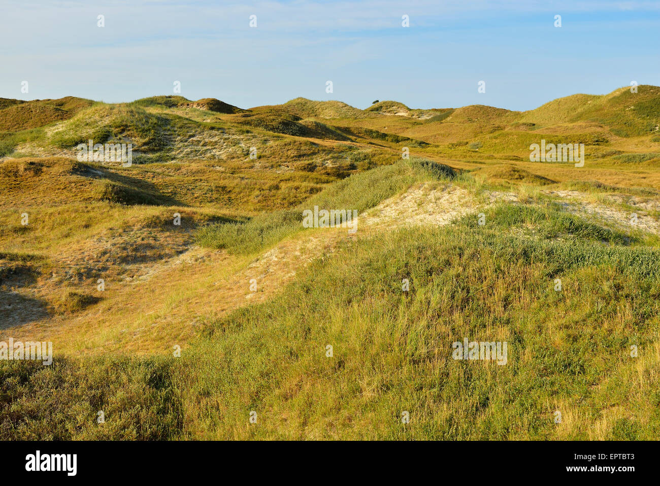 Dunes in the Summer, Norderney, East Frisia Island, North Sea, Lower ...