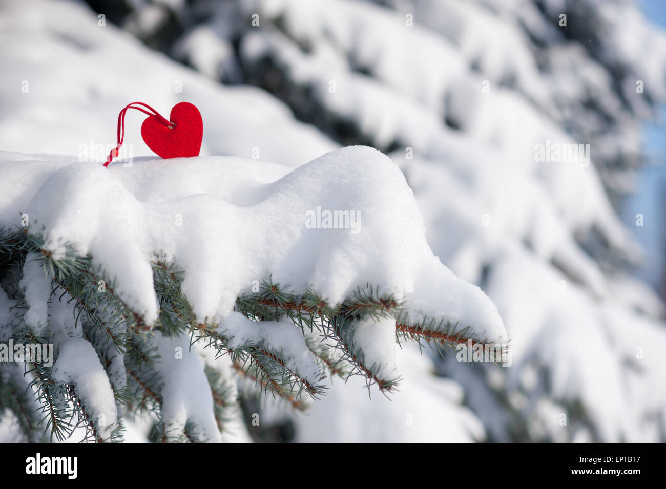 red heart toy in snow on fir tree Stock Photo - Alamy