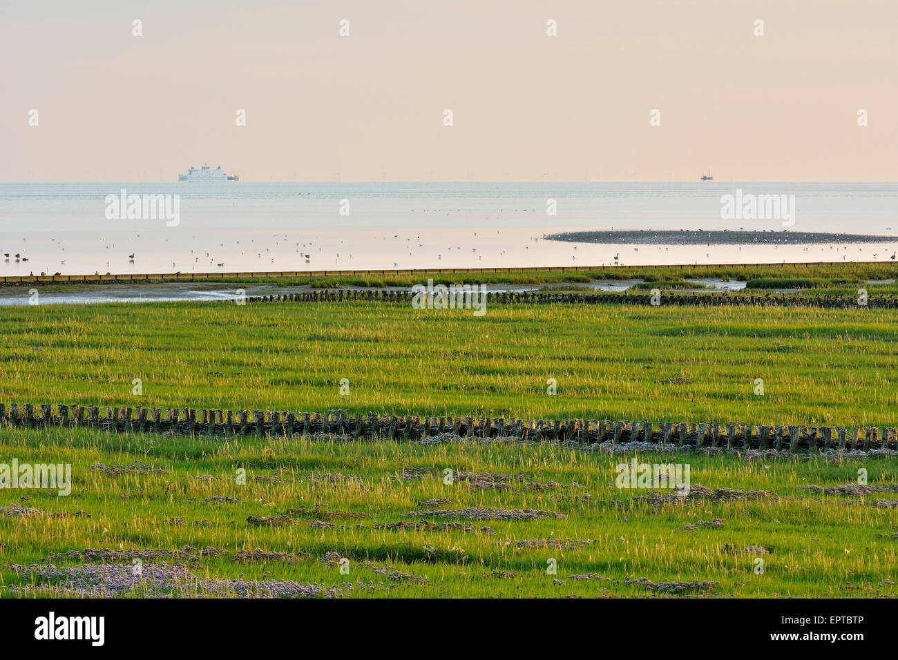 German marshland germany hi-res stock photography and images - Alamy