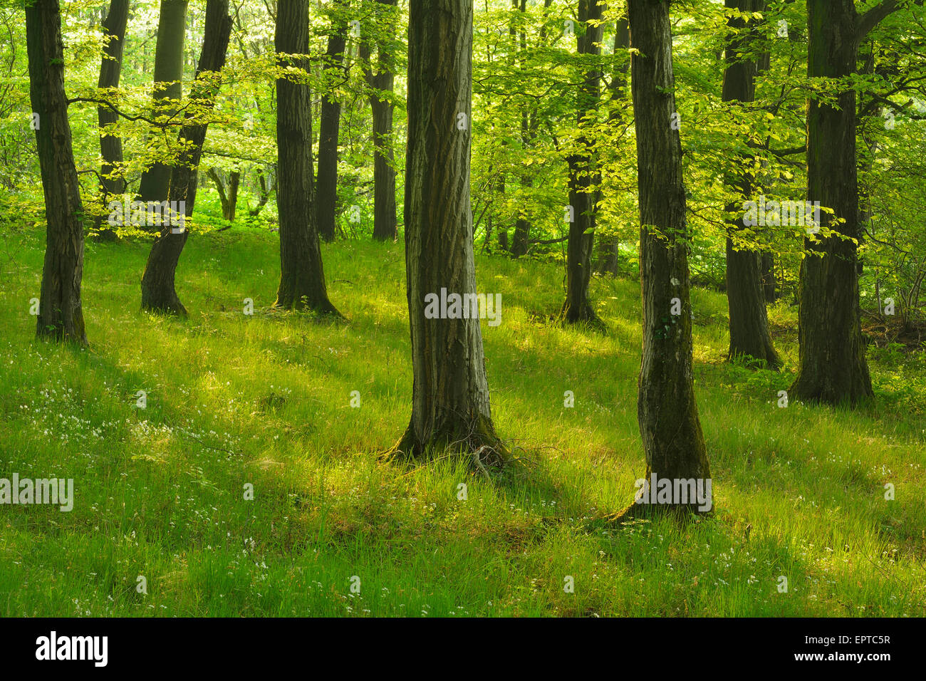 Central european deciduous forest in the spring hi-res stock ...