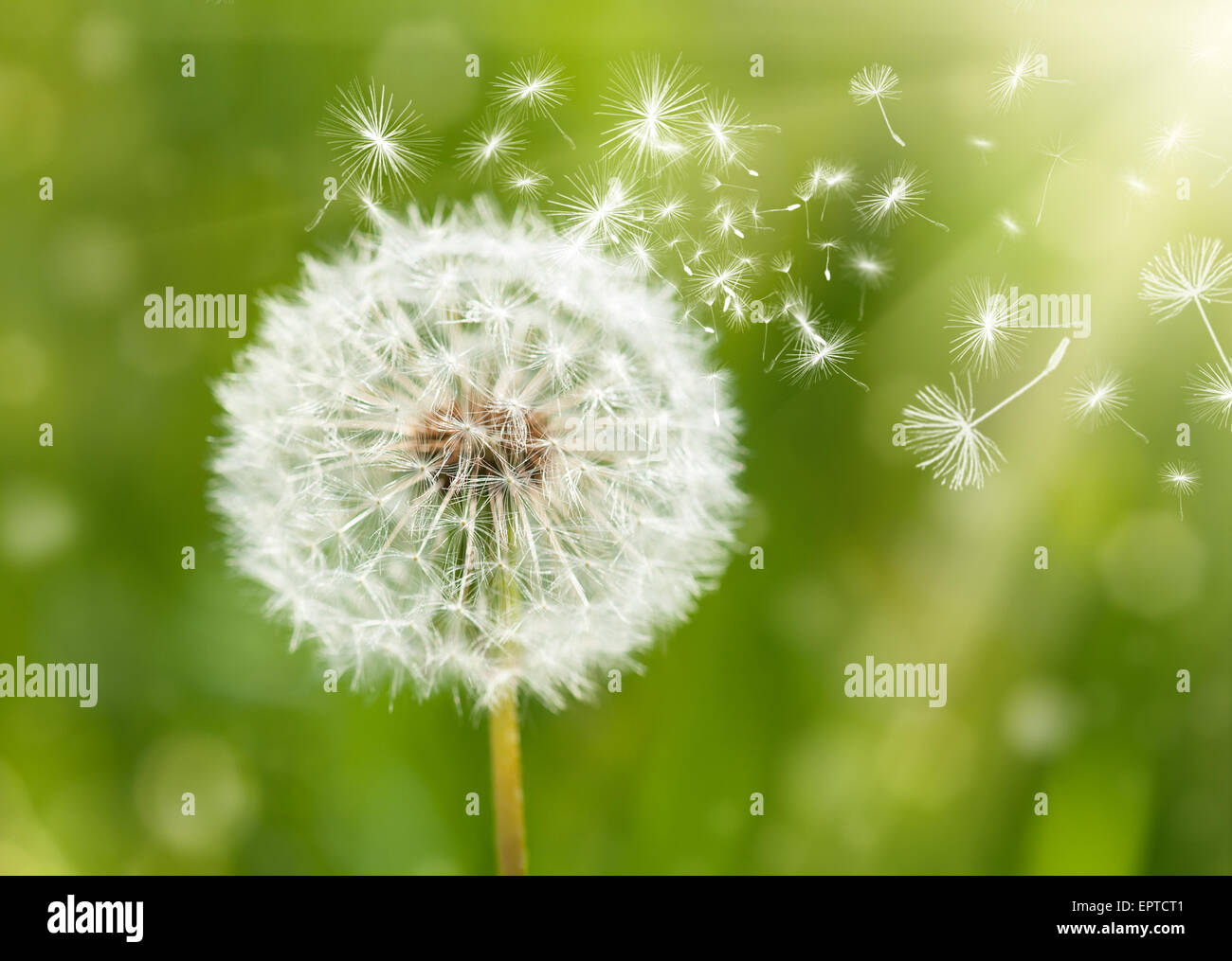 dandelion with flying seeds Stock Photo - Alamy