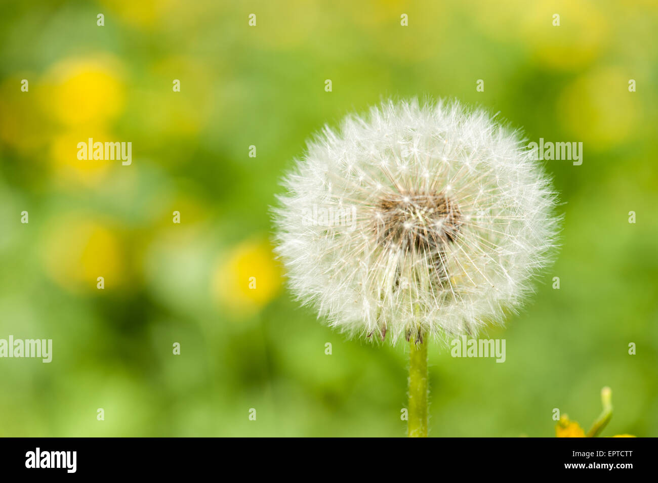 Bright meadow hi-res stock photography and images - Alamy