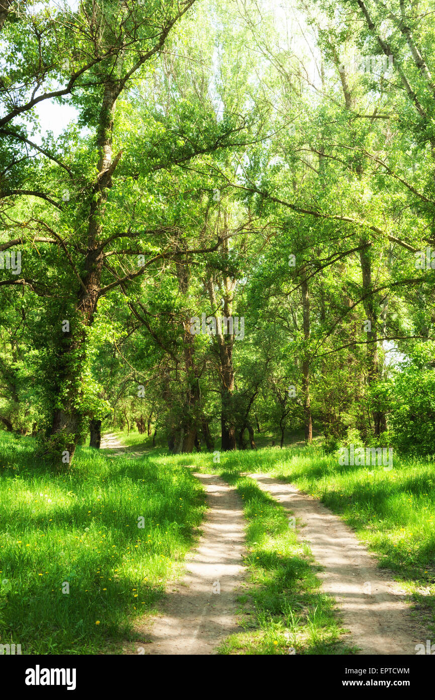 summer forest with sun and dirt road Stock Photo - Alamy