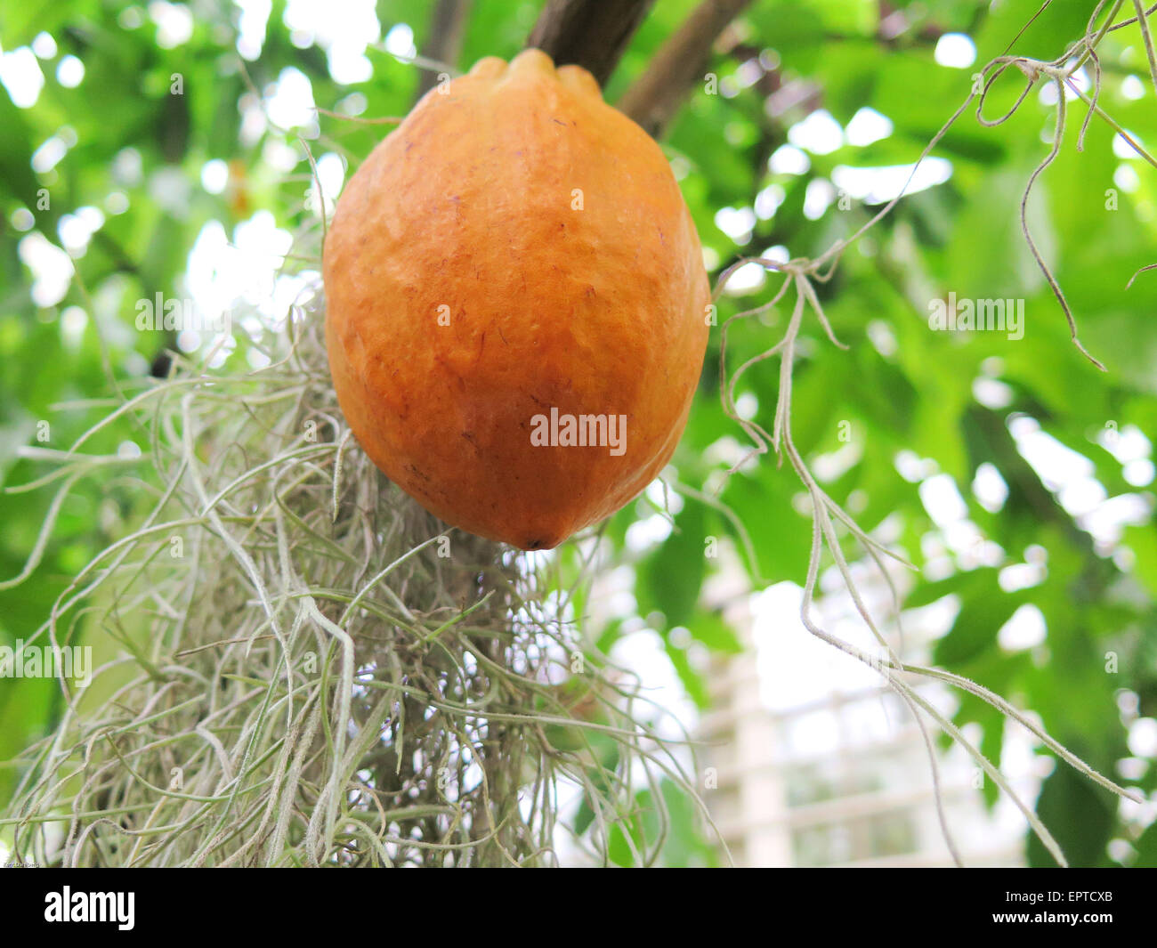one orange and lovely cocoa bean hanging in the tree Stock Photo - Alamy