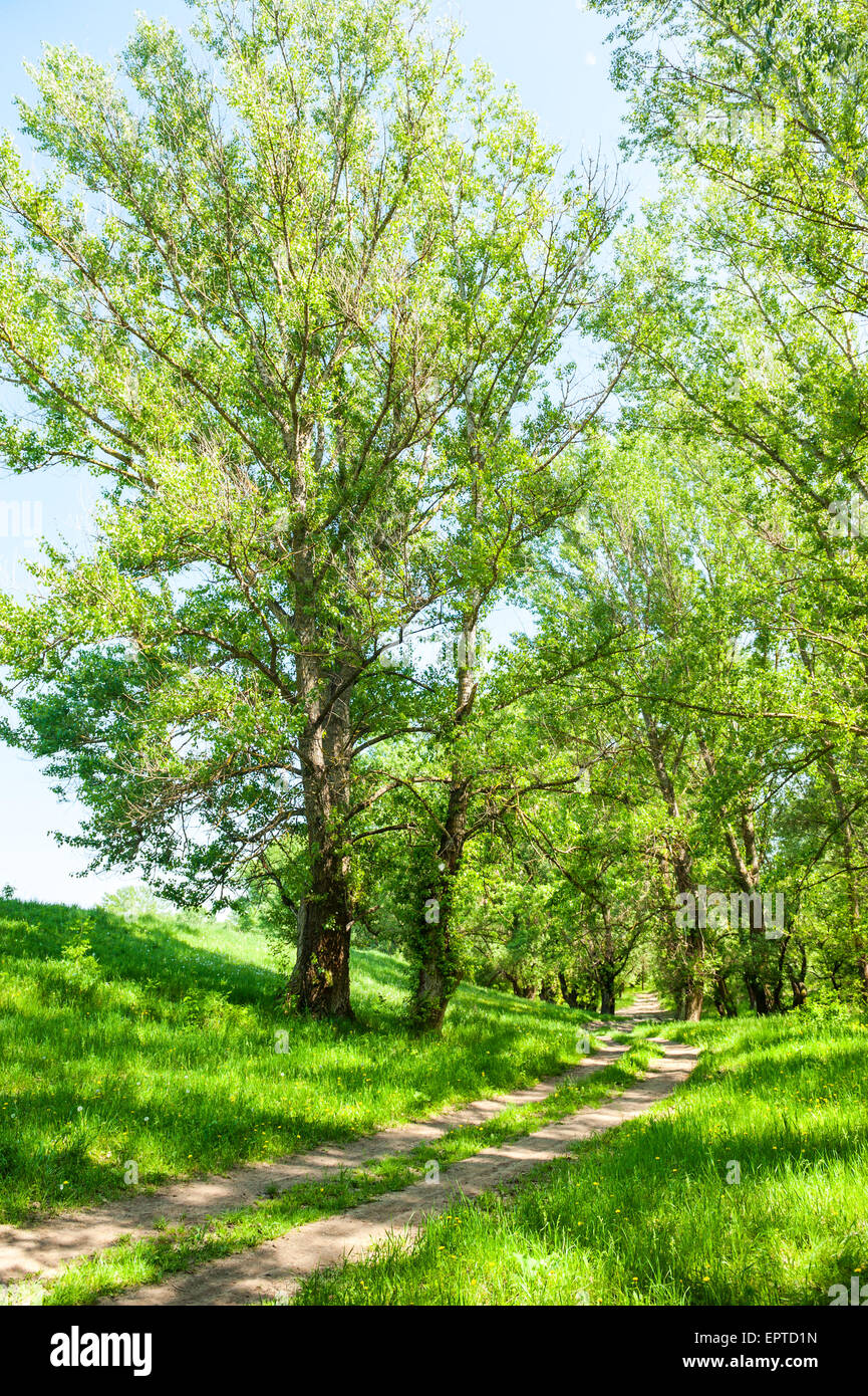 bright summer forest and dirt road Stock Photo - Alamy