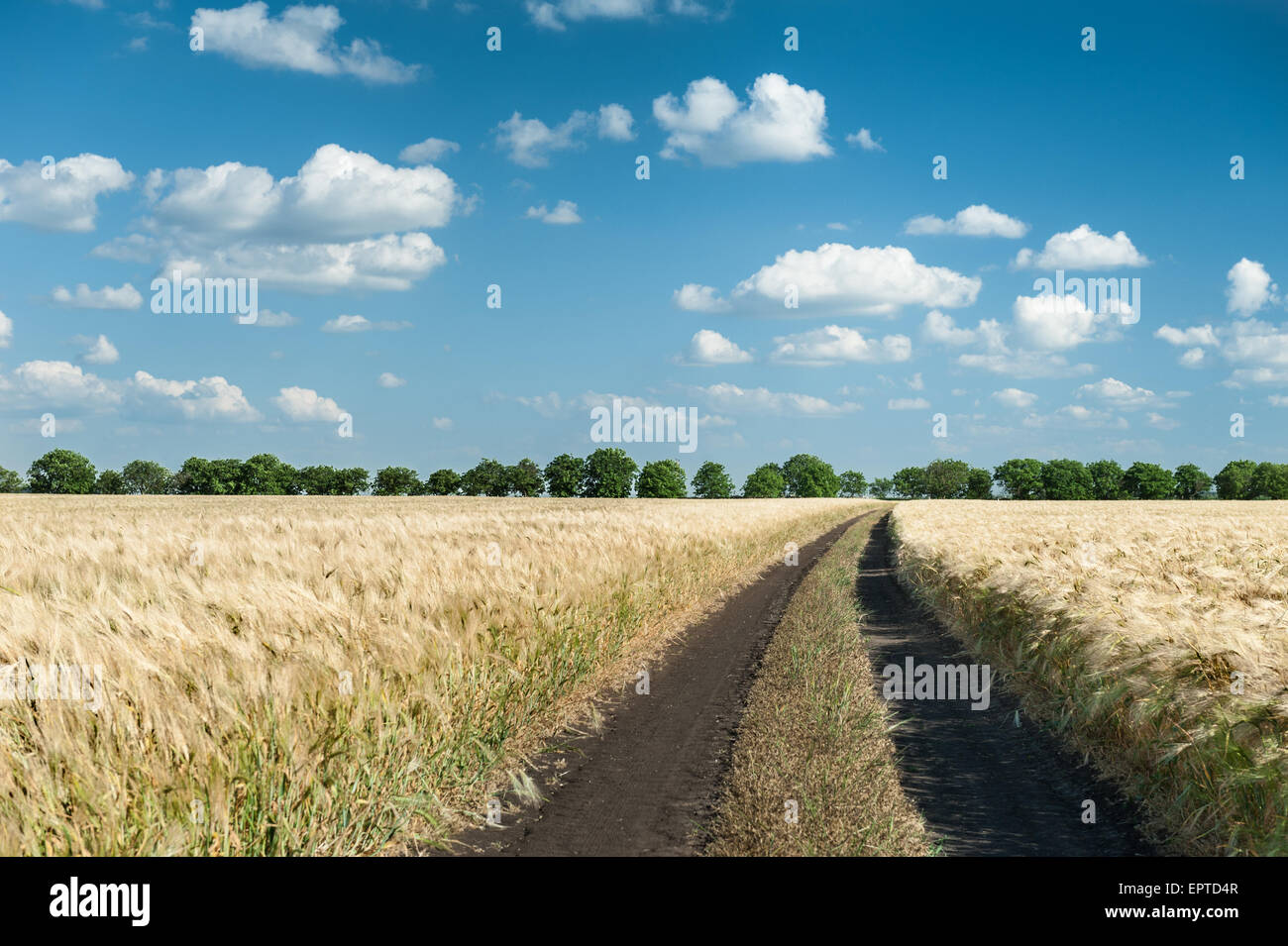Dirt road in wheat hi-res stock photography and images - Alamy