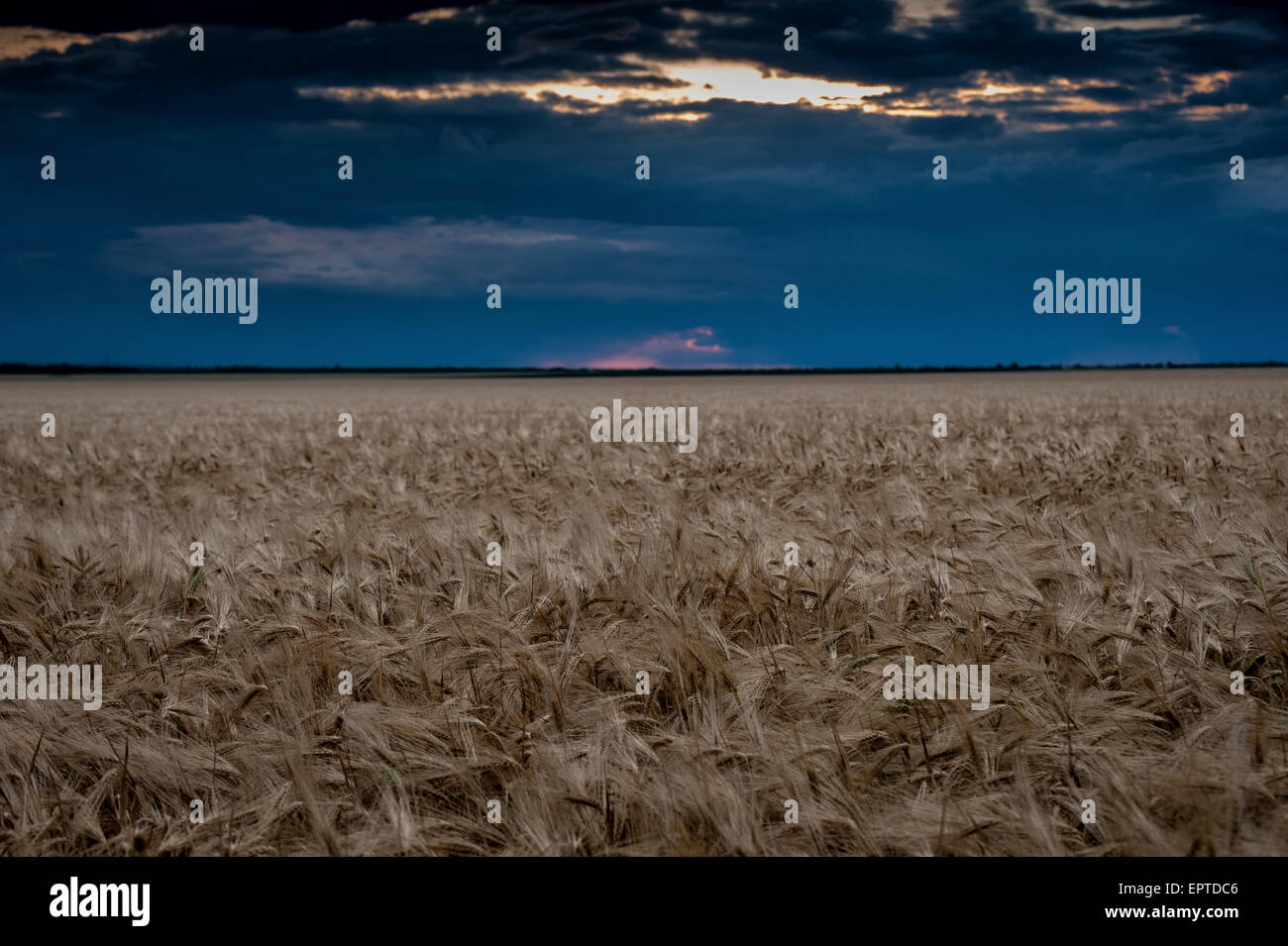 evening field and dark sky landscape Stock Photo - Alamy