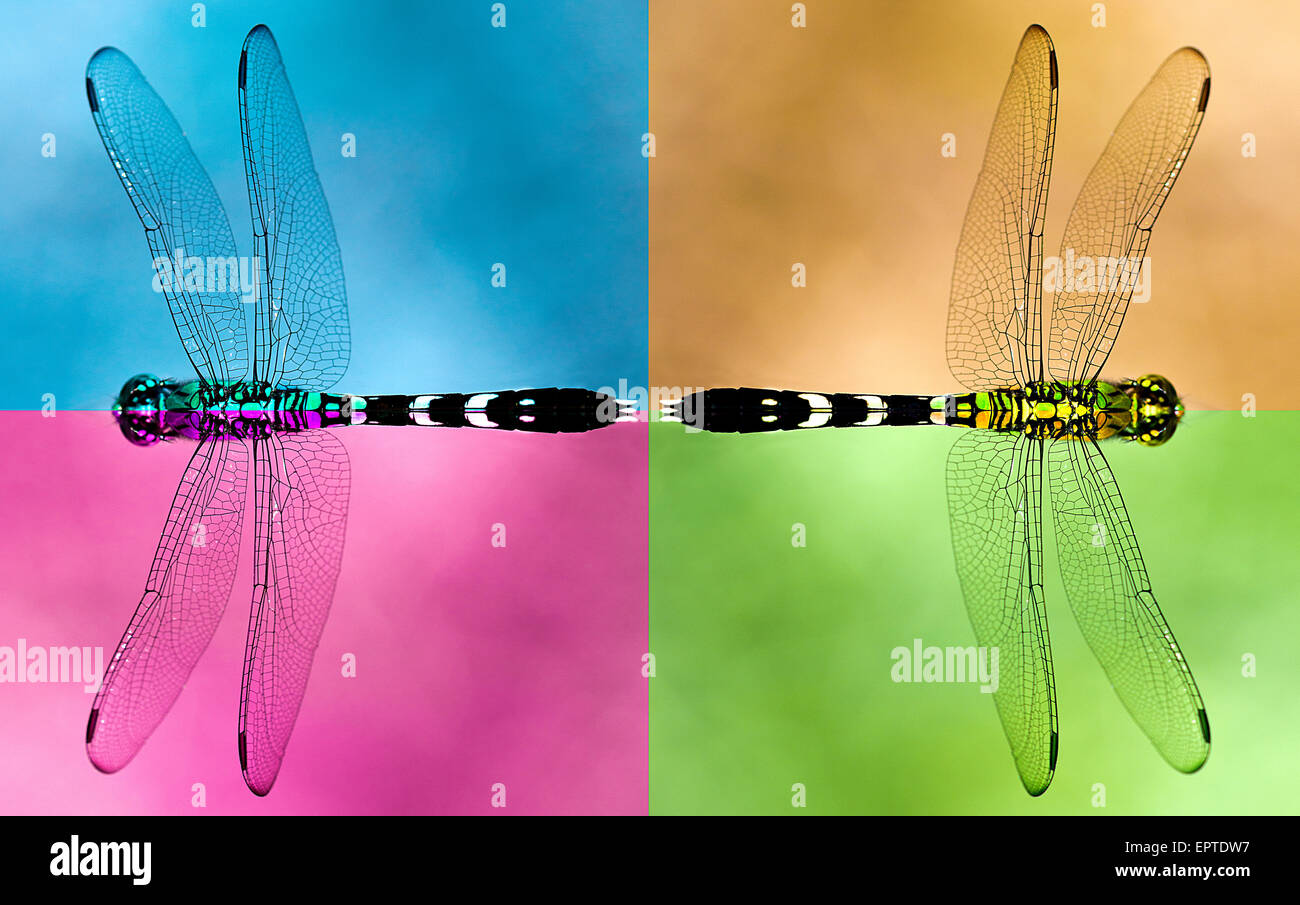 Colour symmetry hi-res stock photography and images - Alamy