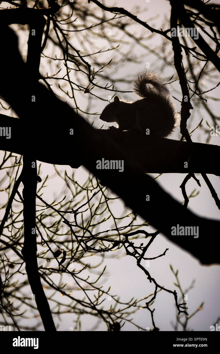 Squirrel autumn tree hi-res stock photography and images - Alamy