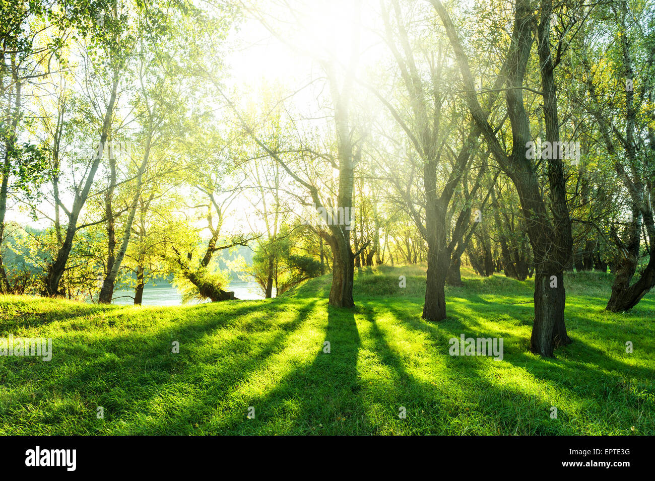 summer forest with sun and shadow Stock Photo - Alamy