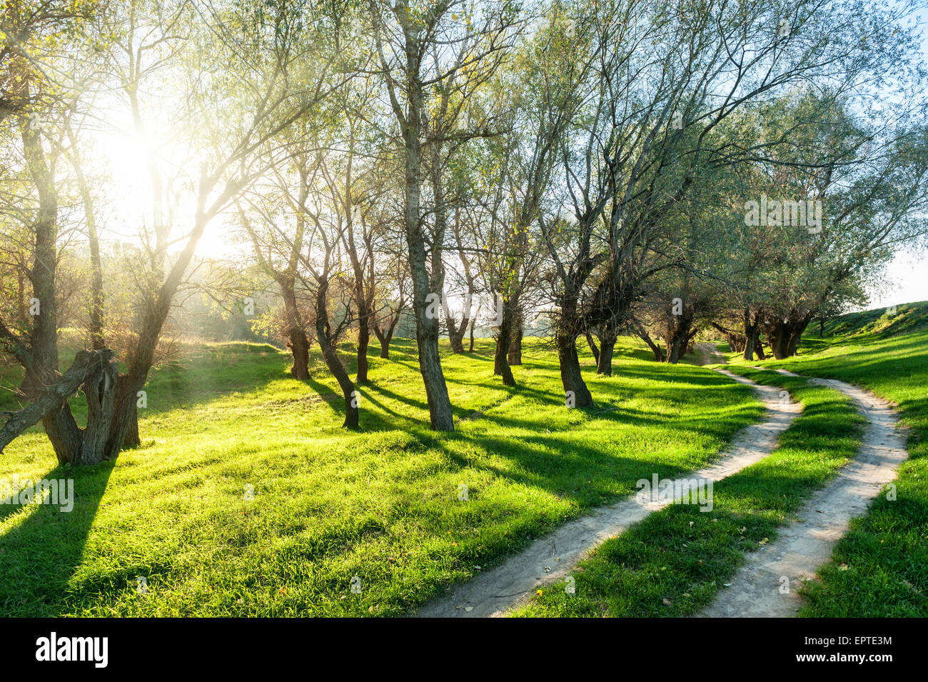 summer forest with sun and ground road Stock Photo - Alamy