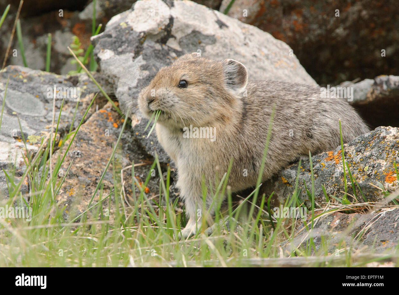 American pika hi-res stock photography and images - Alamy