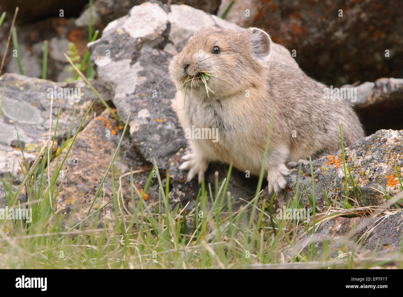American pika hi-res stock photography and images - Alamy