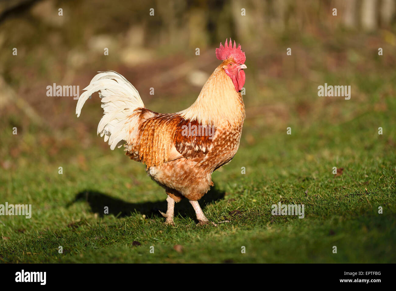 Portrait of Rooster (Gallus gallus domesticus) on Meadow in Spring ...