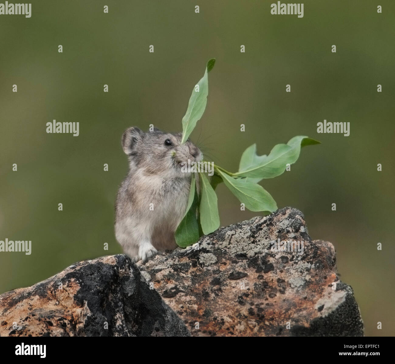 Collared pika hi-res stock photography and images - Alamy