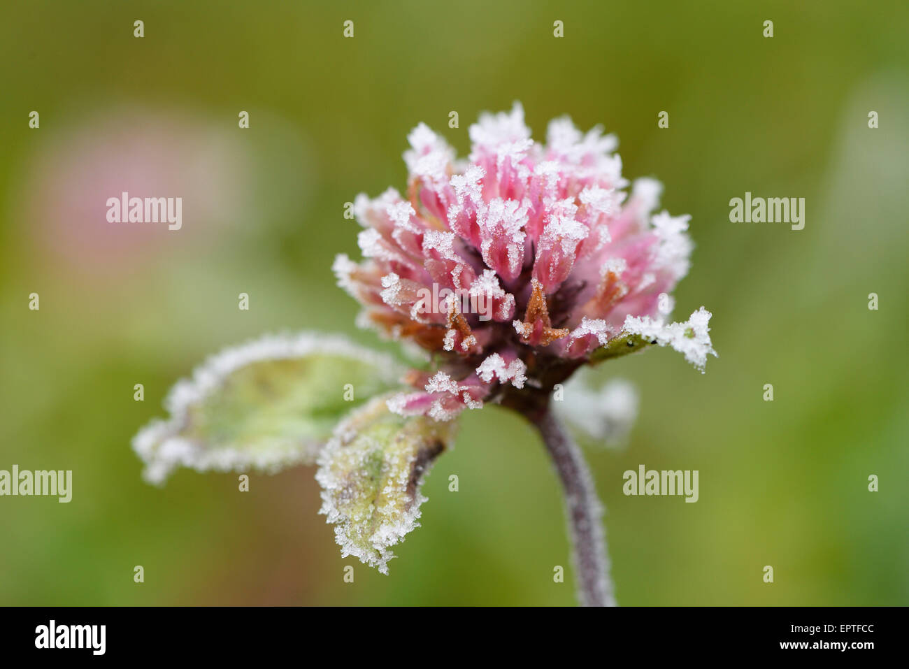 Close-up of Red Clover (Trifolium pratense) in Meadow in Winter, Upper ...