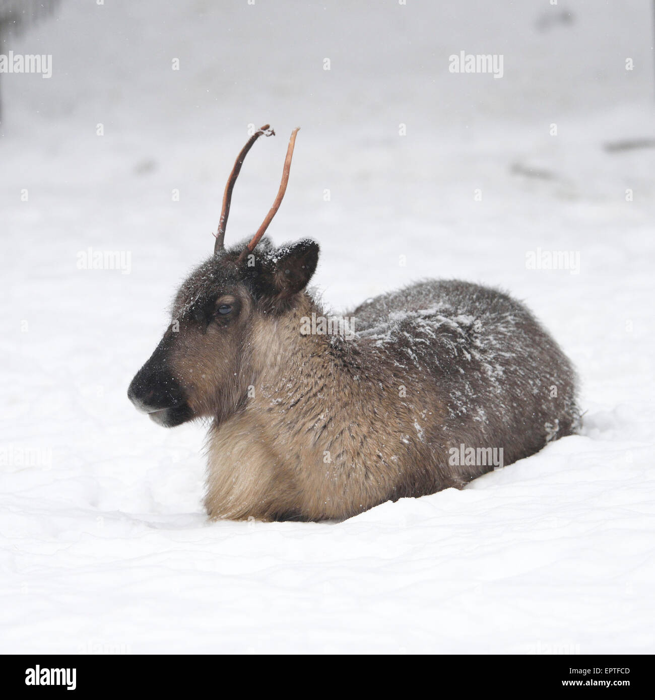 Portrait of Reindeer (Rangifer tarandus) in Winter, Germany Stock Photo ...