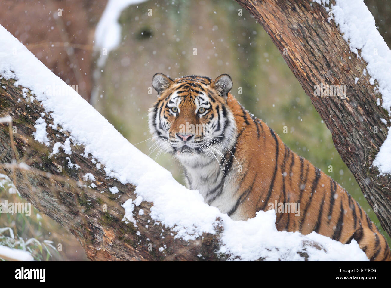 Portrait of Siberian Tiger (Panthera tigris altaica) in Winter, Germany ...