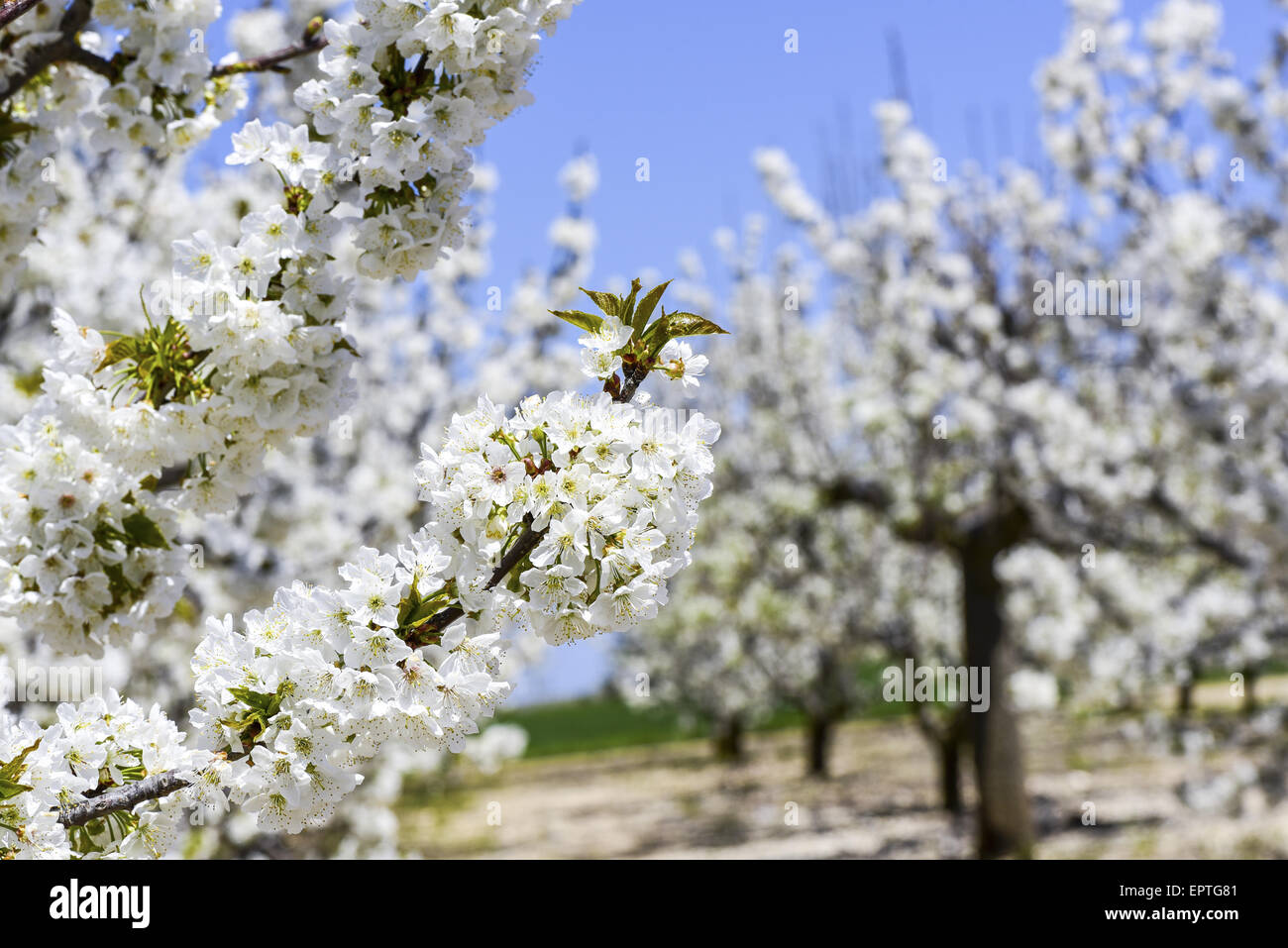 Cherry Blossom, Apulia, Italy Stock Photo - Alamy
