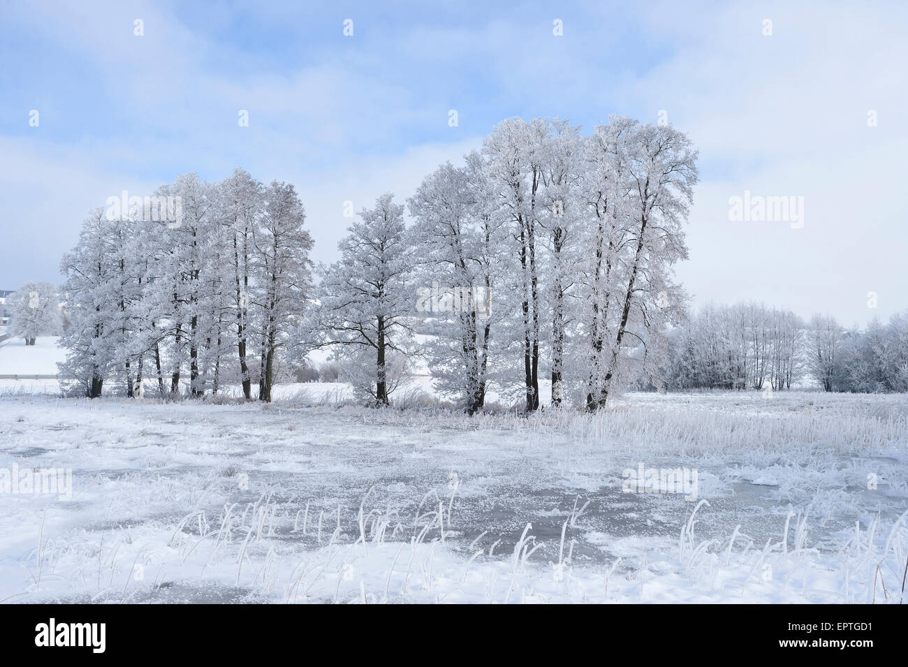 Landscape with Frozen Common Alder (Alnus glutinosa) Trees in Winter ...