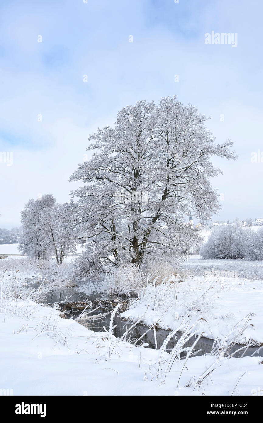 Landscape with Stream and Frozen Common Alder (Alnus glutinosa) Trees n ...
