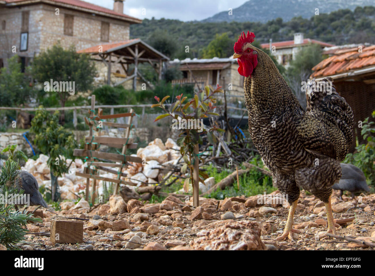 rooster on a farm, free organic Stock Photo - Alamy