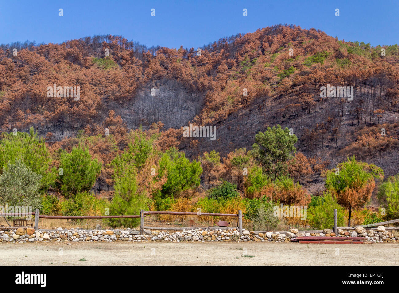 dangerous forest fires by human mistake Stock Photo - Alamy