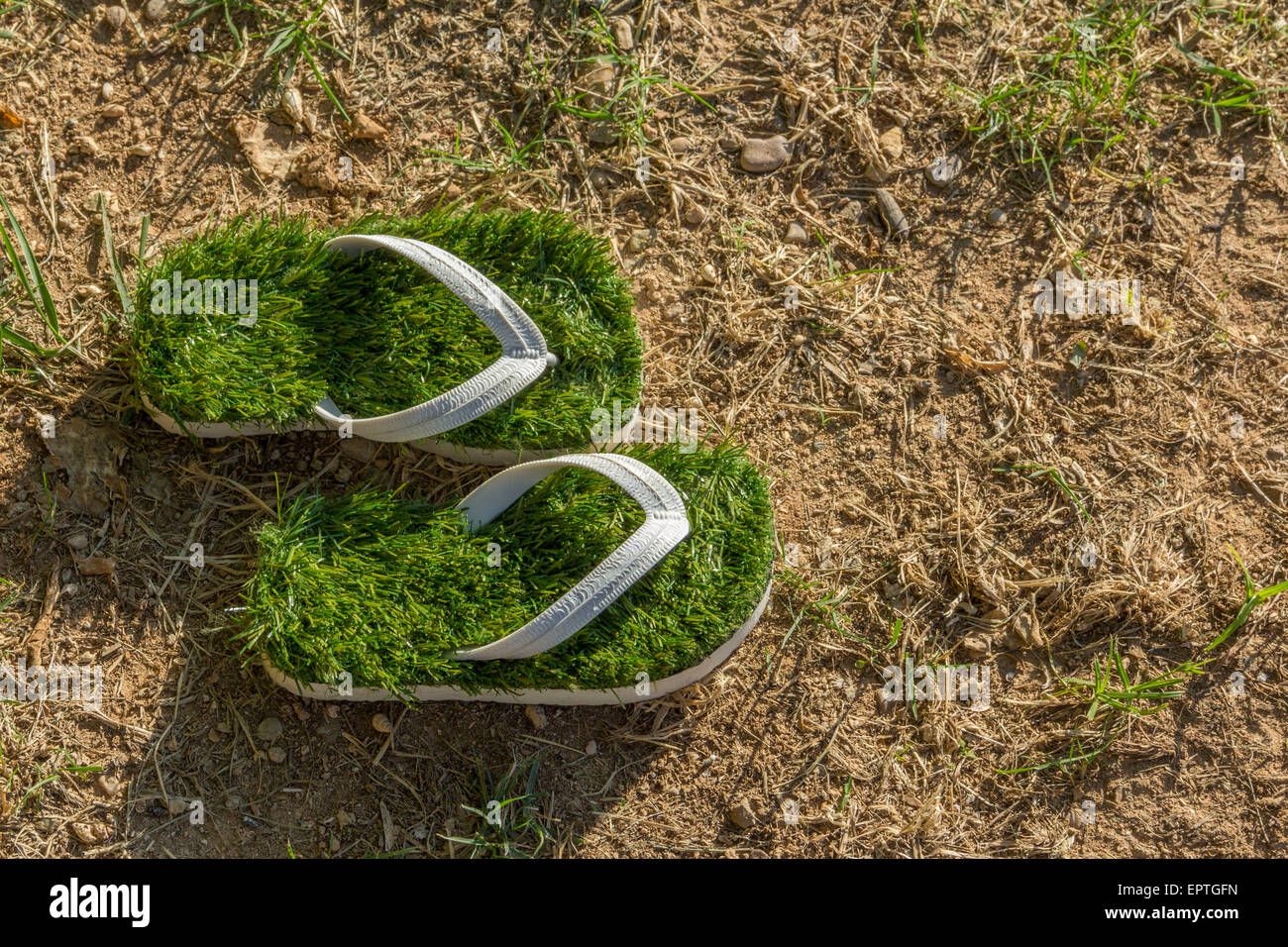 global warming environment, last green flip flops isolated on dried ...