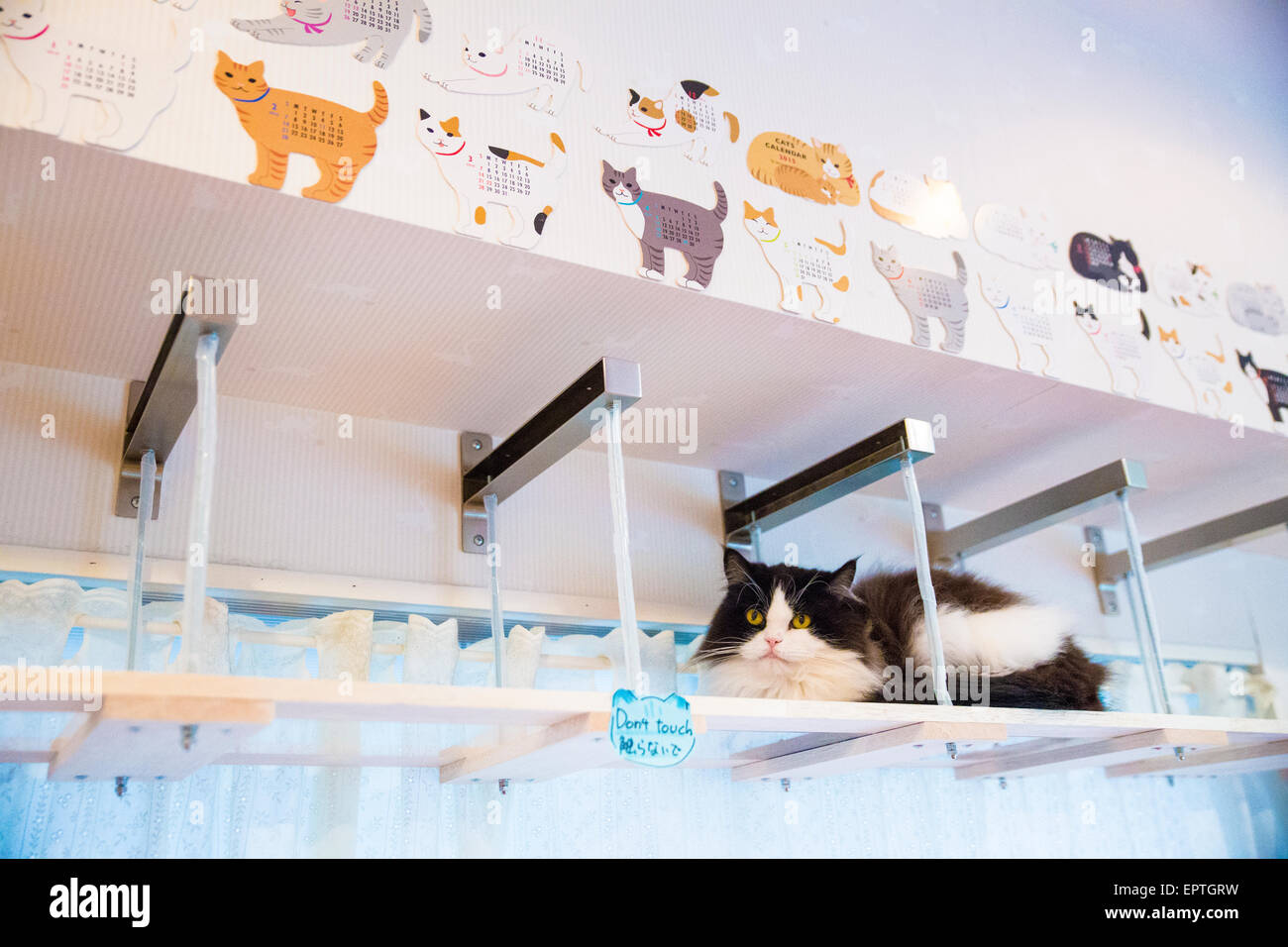 Cat cafe in Tokyo Stock Photo - Alamy