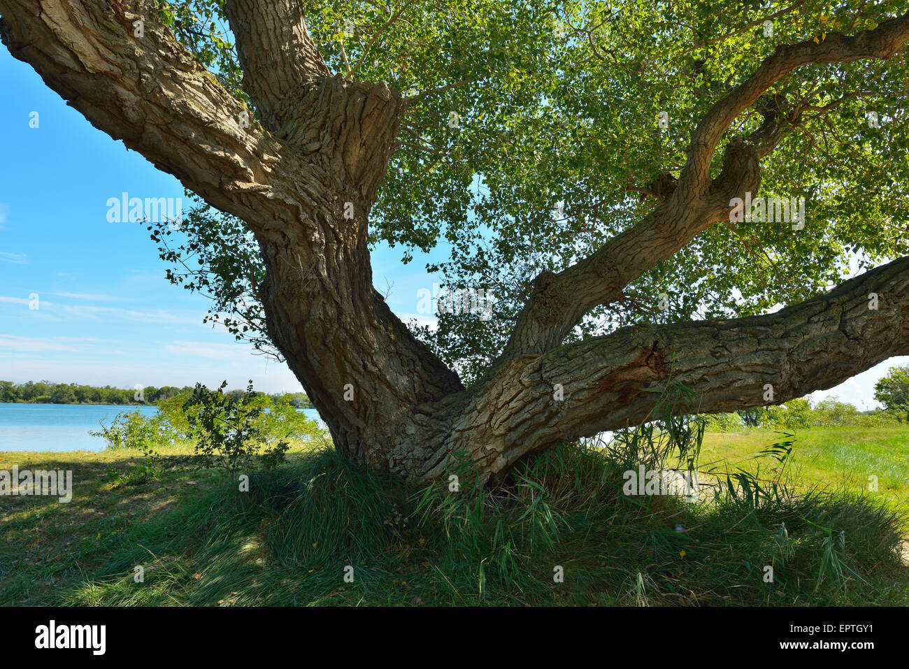 Cottonwood Tree on Rhone Riverbank, Salin De Giraud, Camargue, Bouches ...