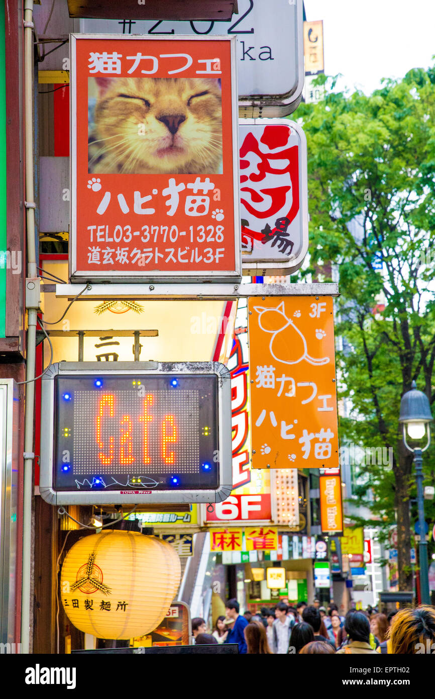 Japanese cat cafe hi-res stock photography and images - Alamy