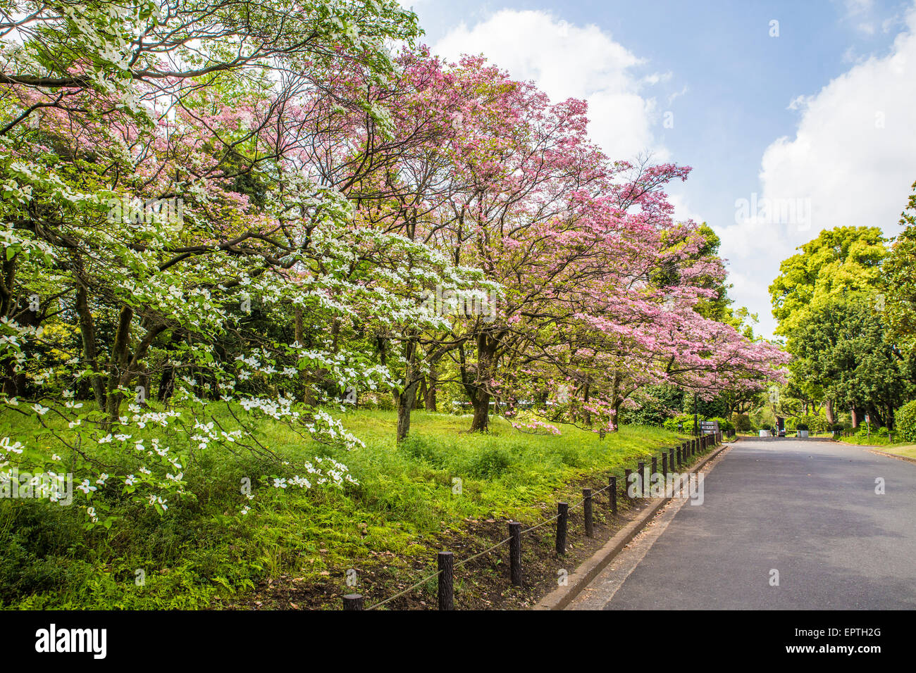Japanese park in the summer sunshine Stock Photo - Alamy
