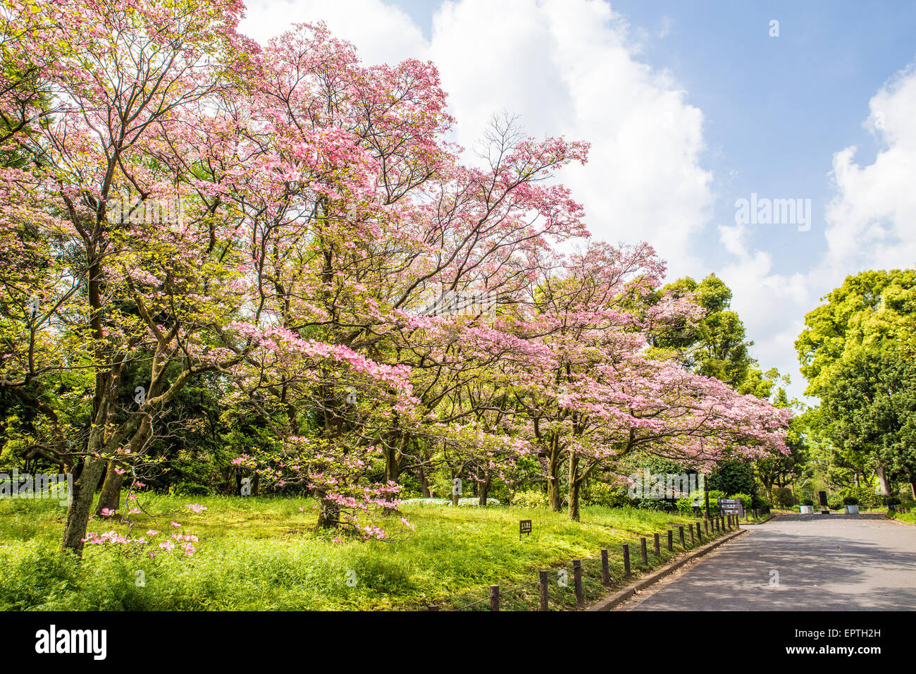 Japanese park in the summer sunshine Stock Photo - Alamy