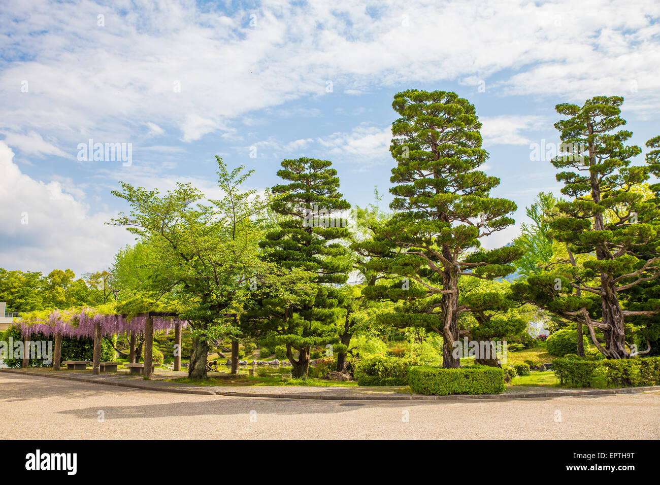 Japanese park in the summer sunshine Stock Photo - Alamy