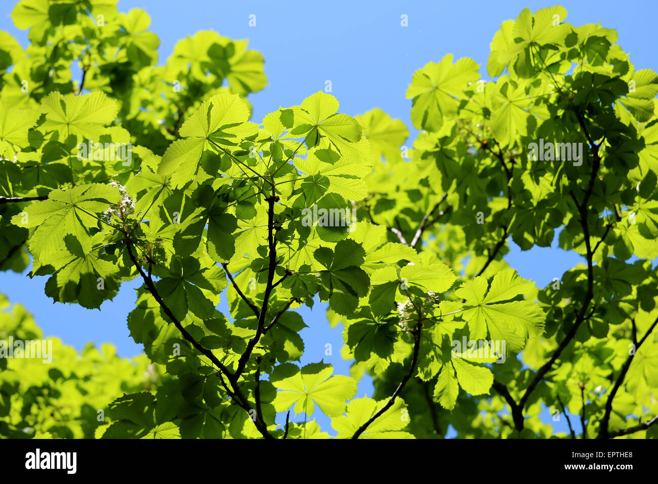 Beautiful green leaves of the tree are photographed close-up Stock ...