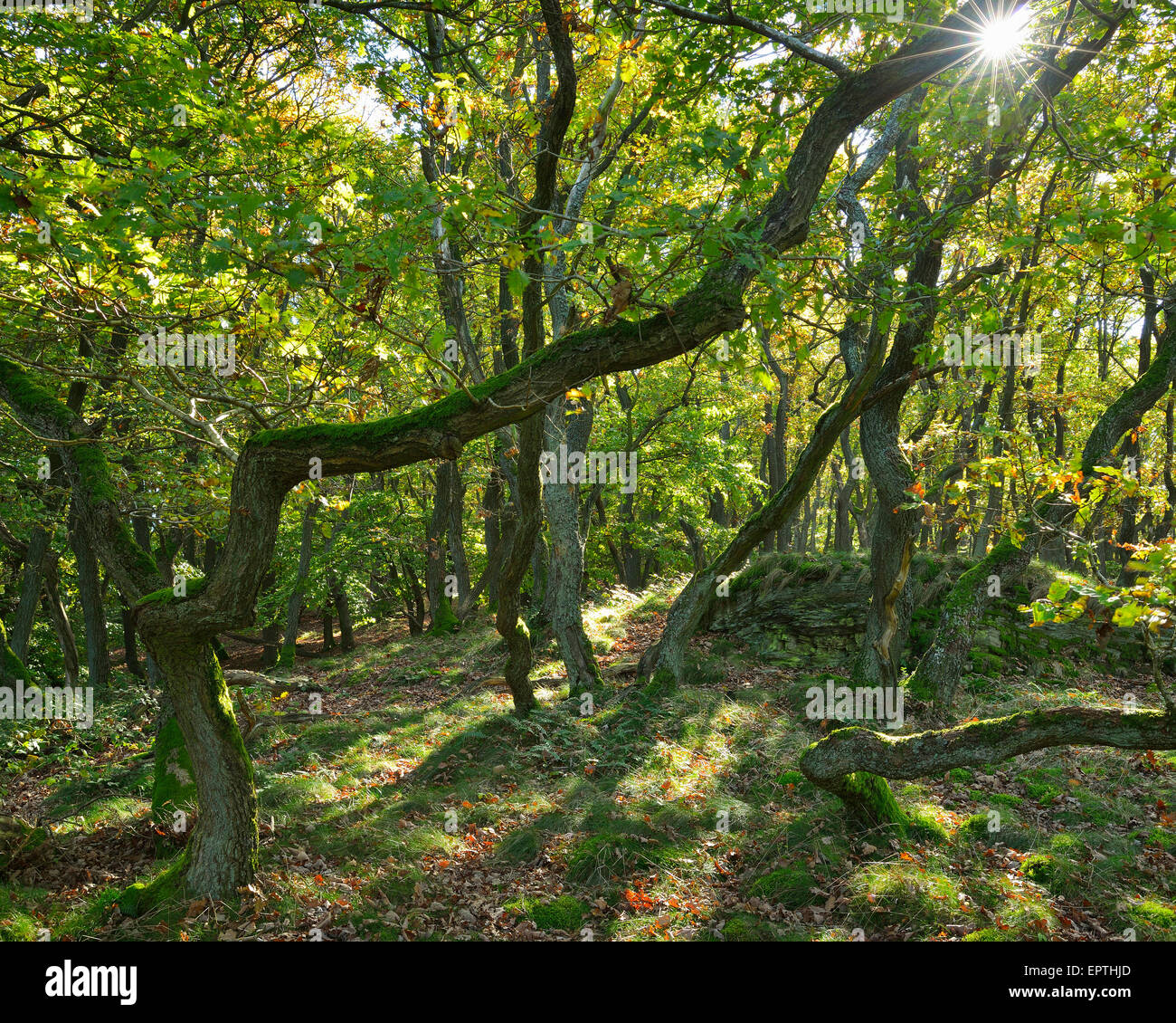 Oak Forest with Sun, Fleckertshohe, Boppard, Rhein-Hunsruck-Kreis ...