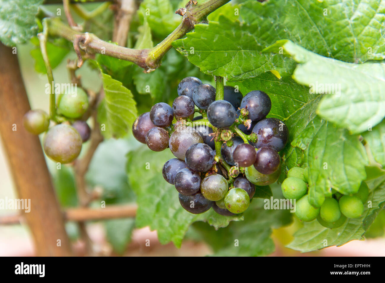 Vitis Vinifera, a new pixie grape vine with ripe grapes to be eaten or ...