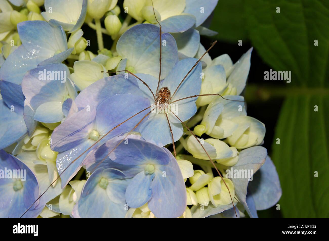 Spider crawling on blue hydrangea flower Stock Photo - Alamy