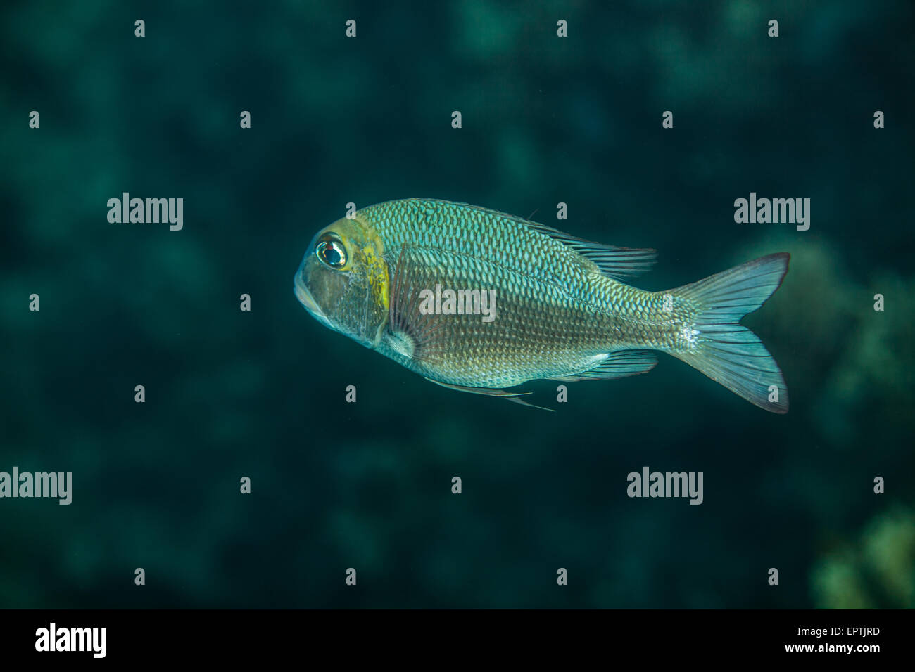 Monotaxis hi-res stock photography and images - Alamy