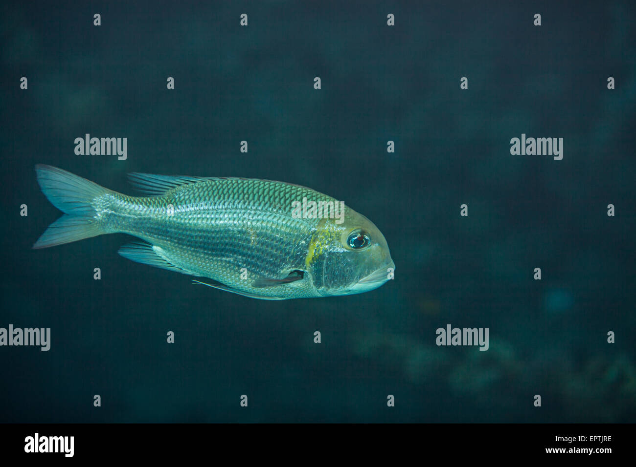 Monotaxis hi-res stock photography and images - Alamy