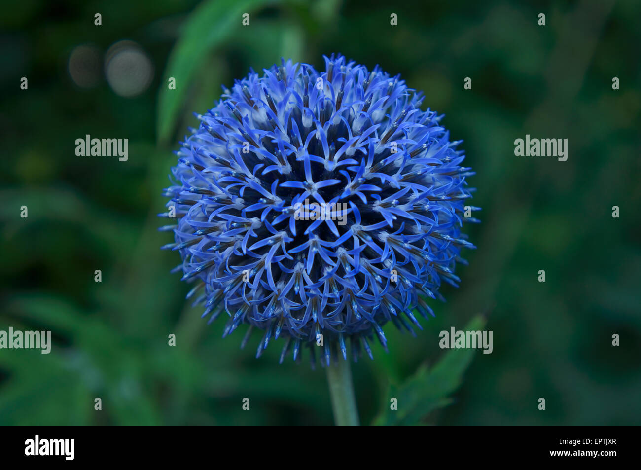 Macro flower structure hi-res stock photography and images - Alamy