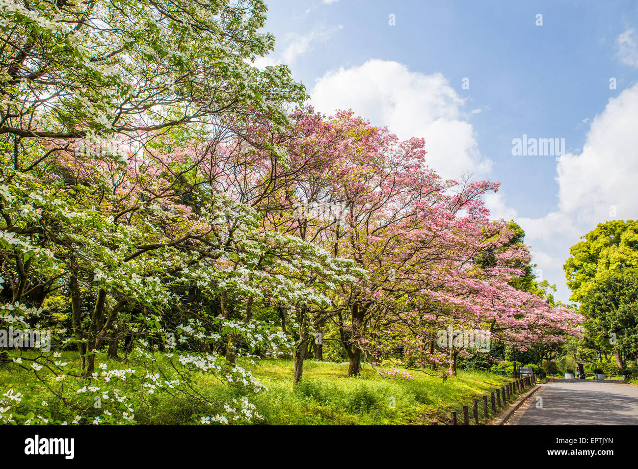 Japanese park in the summer sunshine Stock Photo - Alamy