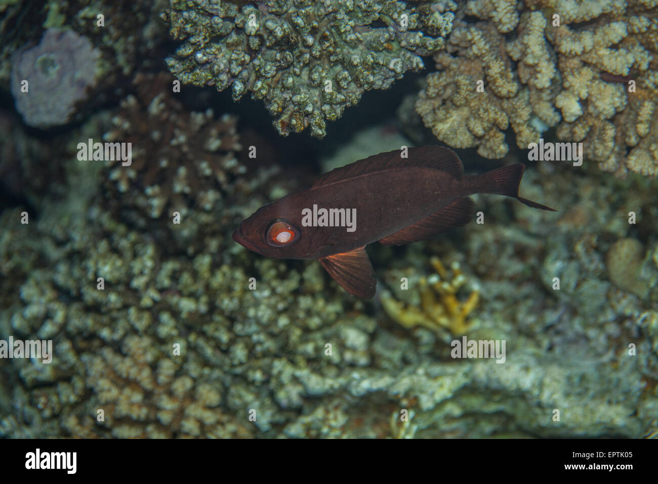 Crescent-tail Bigeye - Priacanthus hamrur Stock Photo - Alamy