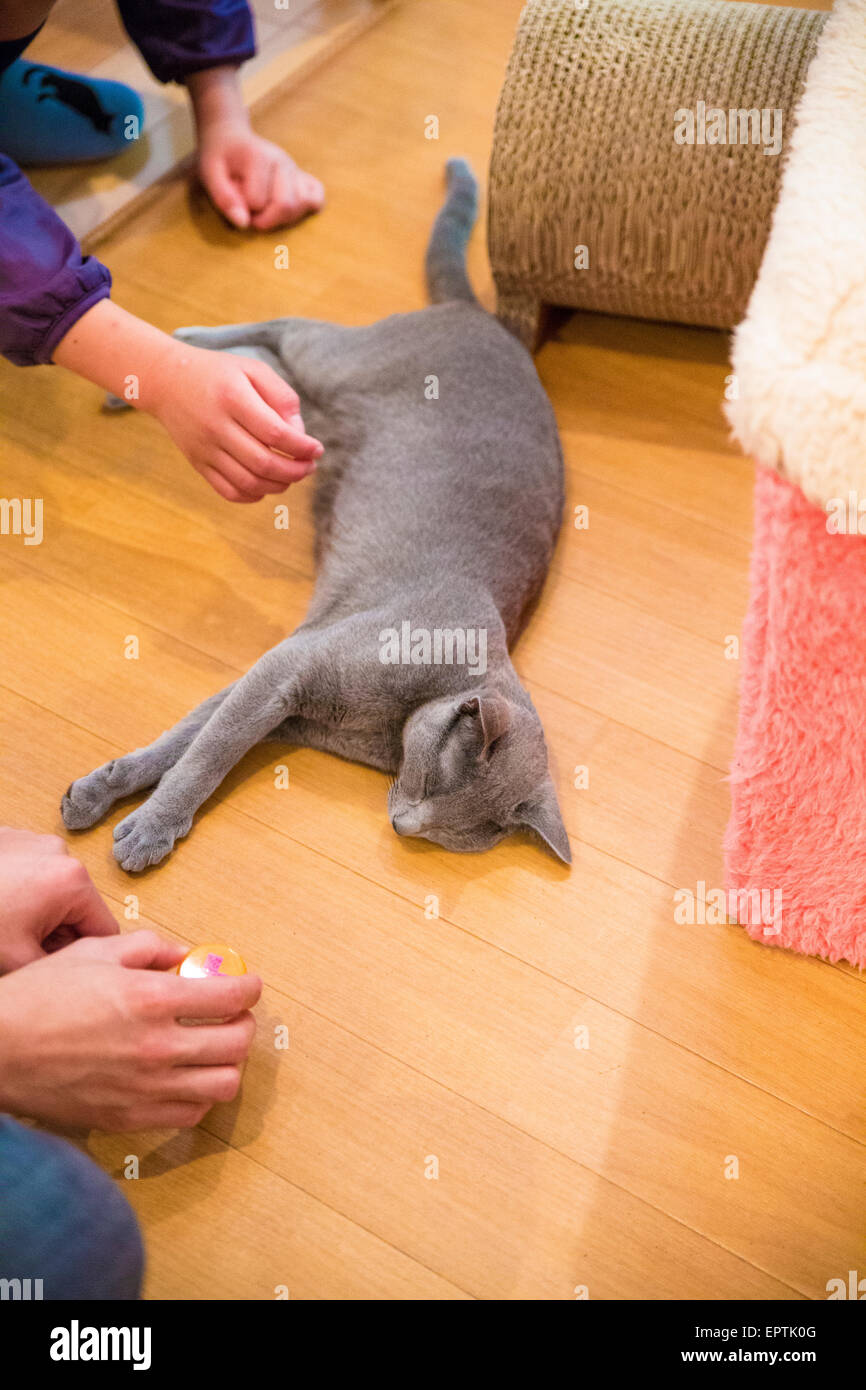 Cat cafe in Tokyo Stock Photo - Alamy