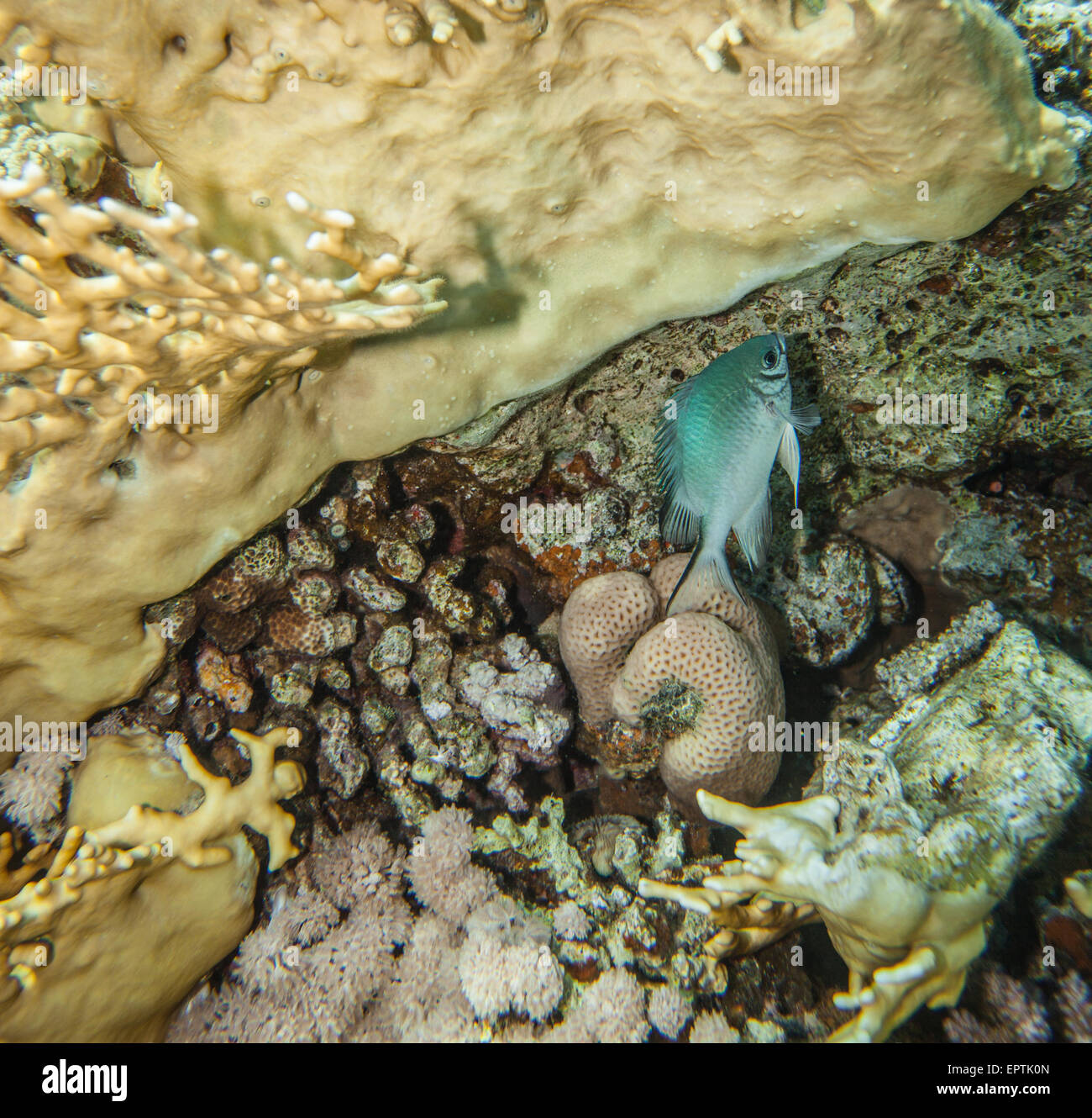 Yellowbelly damselfish - Amblyglyphidodon leucogaster Stock Photo - Alamy