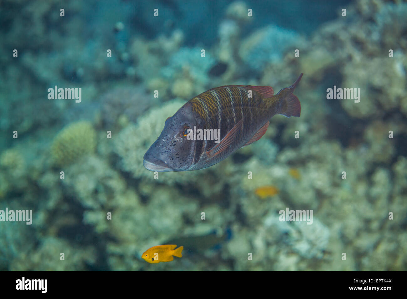 Fish emperor snapper hi-res stock photography and images - Alamy