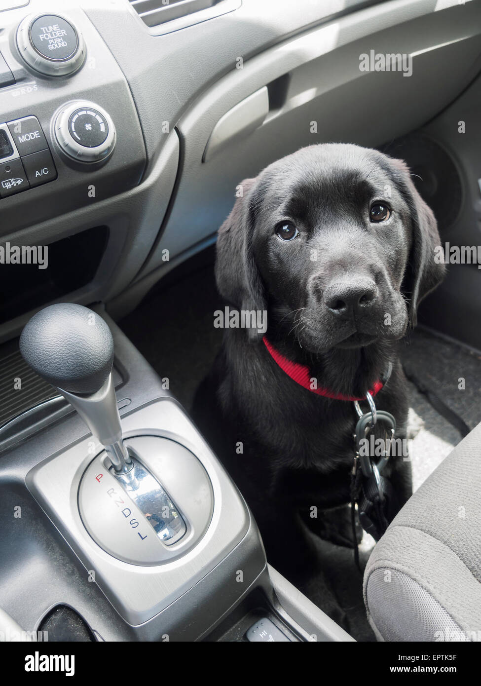 Black labrador retriever puppy inside car Stock Photo - Alamy