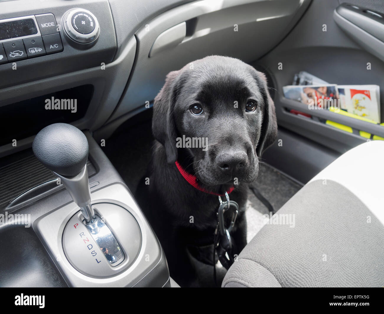 Labrador retriever in car hi-res stock photography and images - Alamy