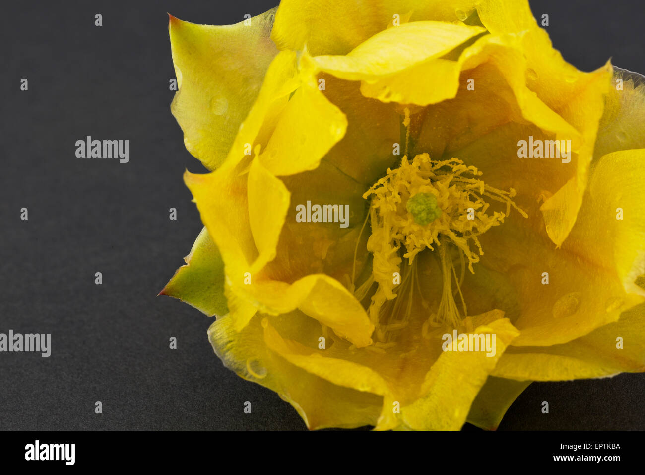 Stamen and pollen visible in macro photograph of yellow prickly pear ...